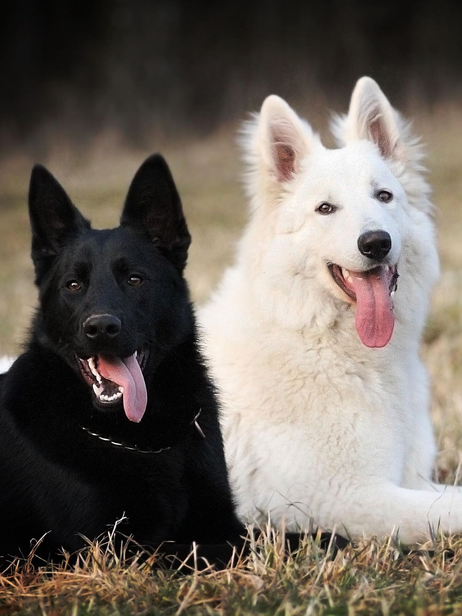 West Meadow Shepherds – CKC Registered German Shepherd Breeder in ...