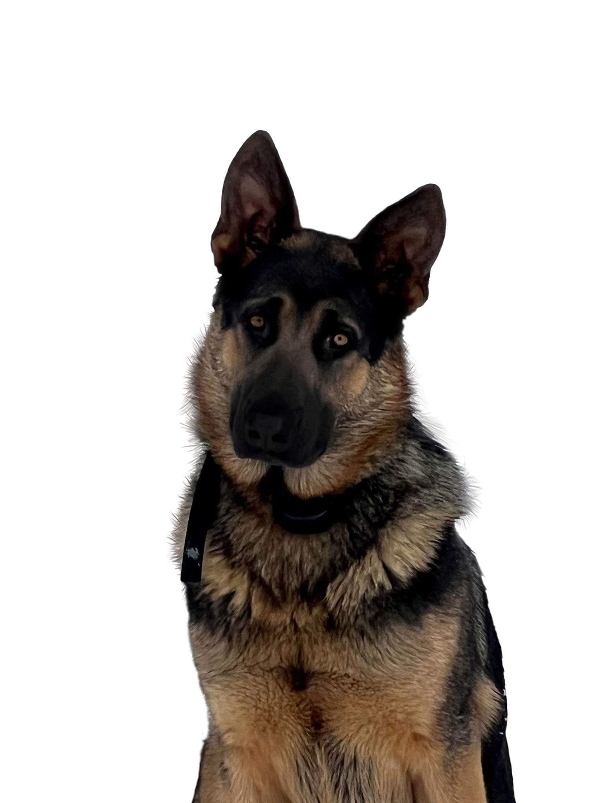 West Meadow Shepherds – CKC Registered German Shepherd Breeder in ...