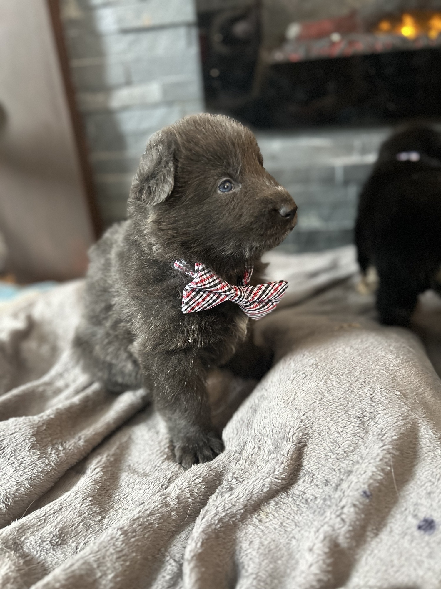 West Meadow Shepherds – CKC Registered German Shepherd Breeder in ...