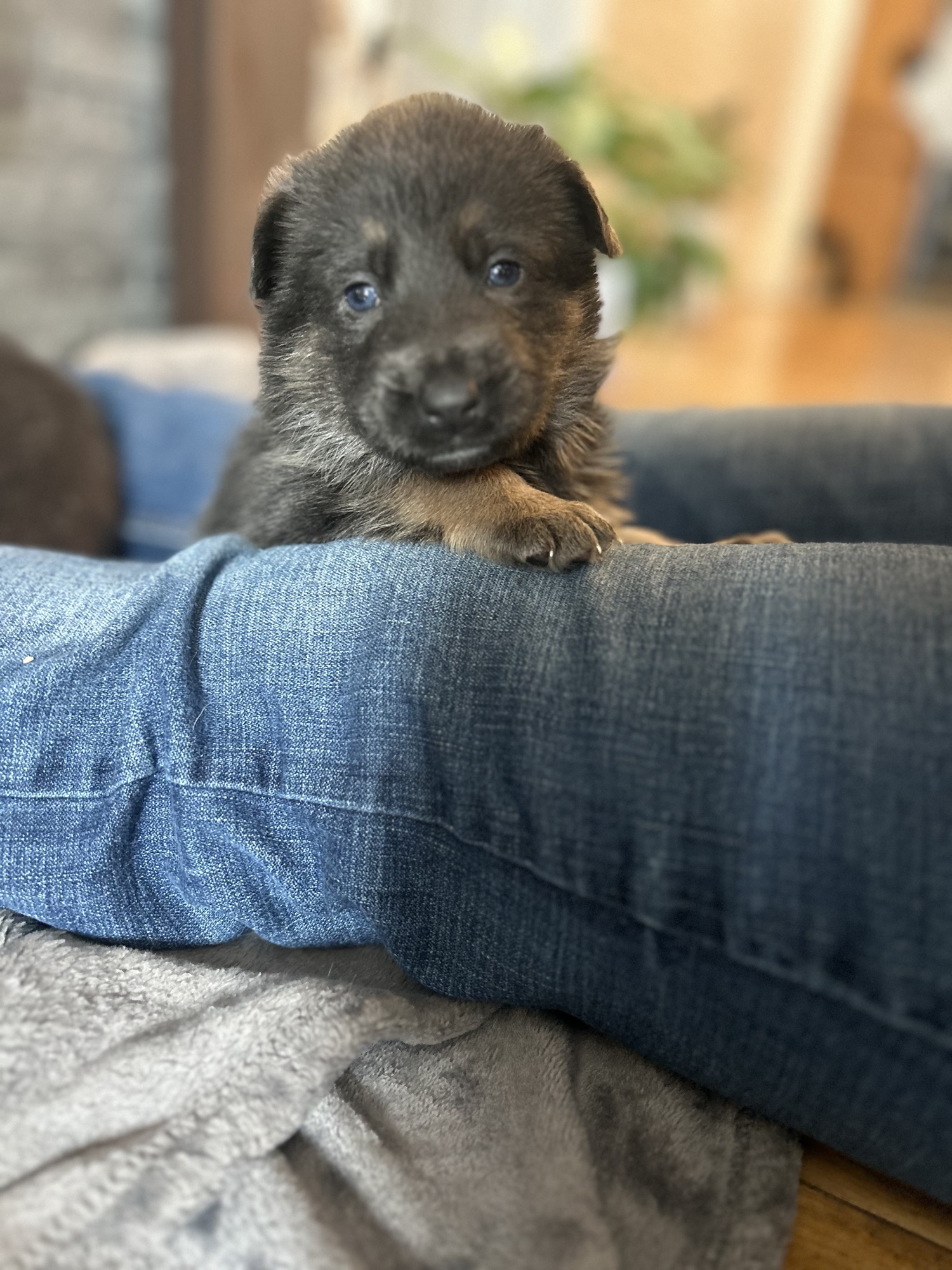 West Meadow Shepherds – CKC Registered German Shepherd Breeder in ...