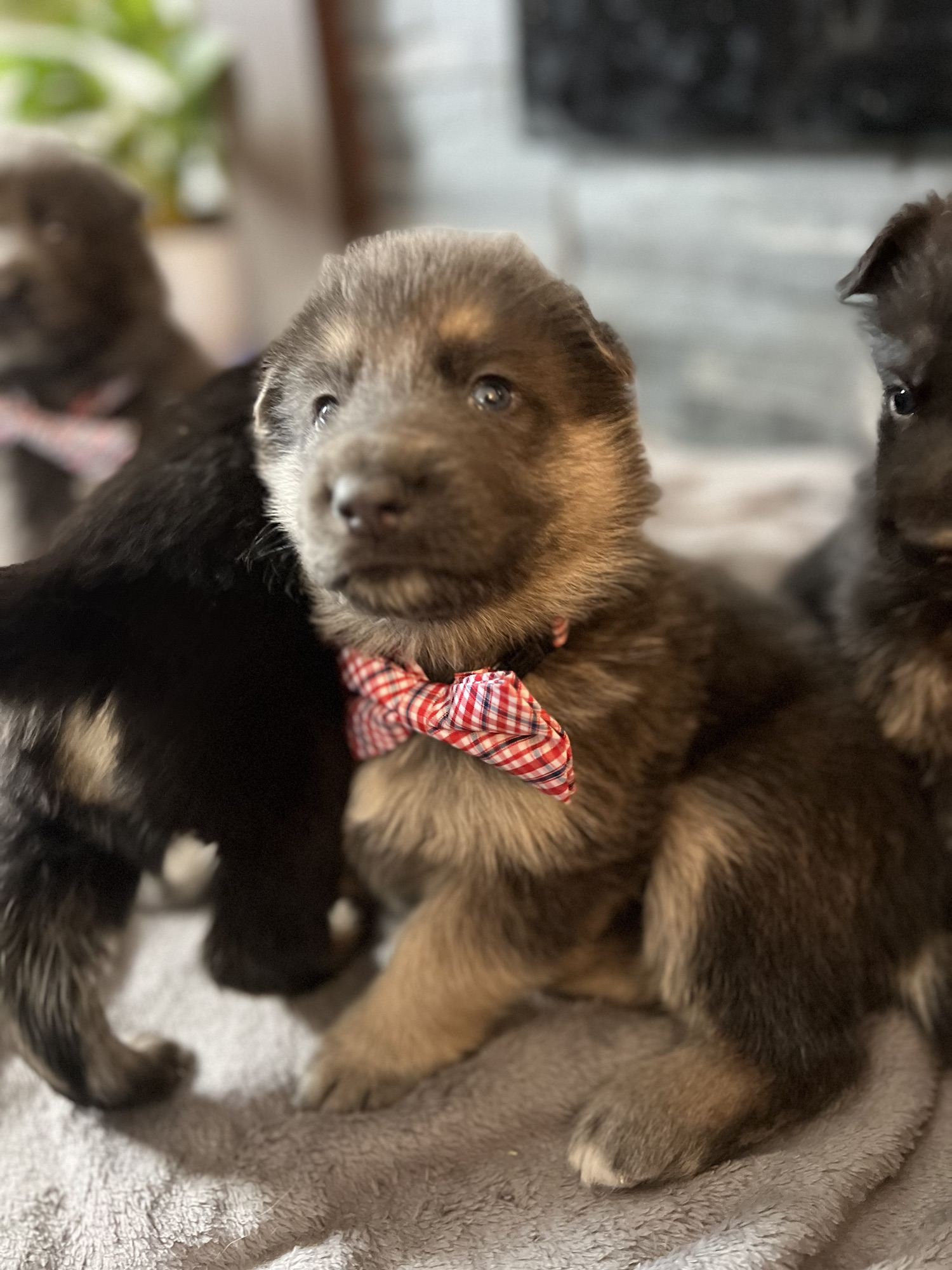 West Meadow Shepherds – CKC Registered German Shepherd Breeder in ...
