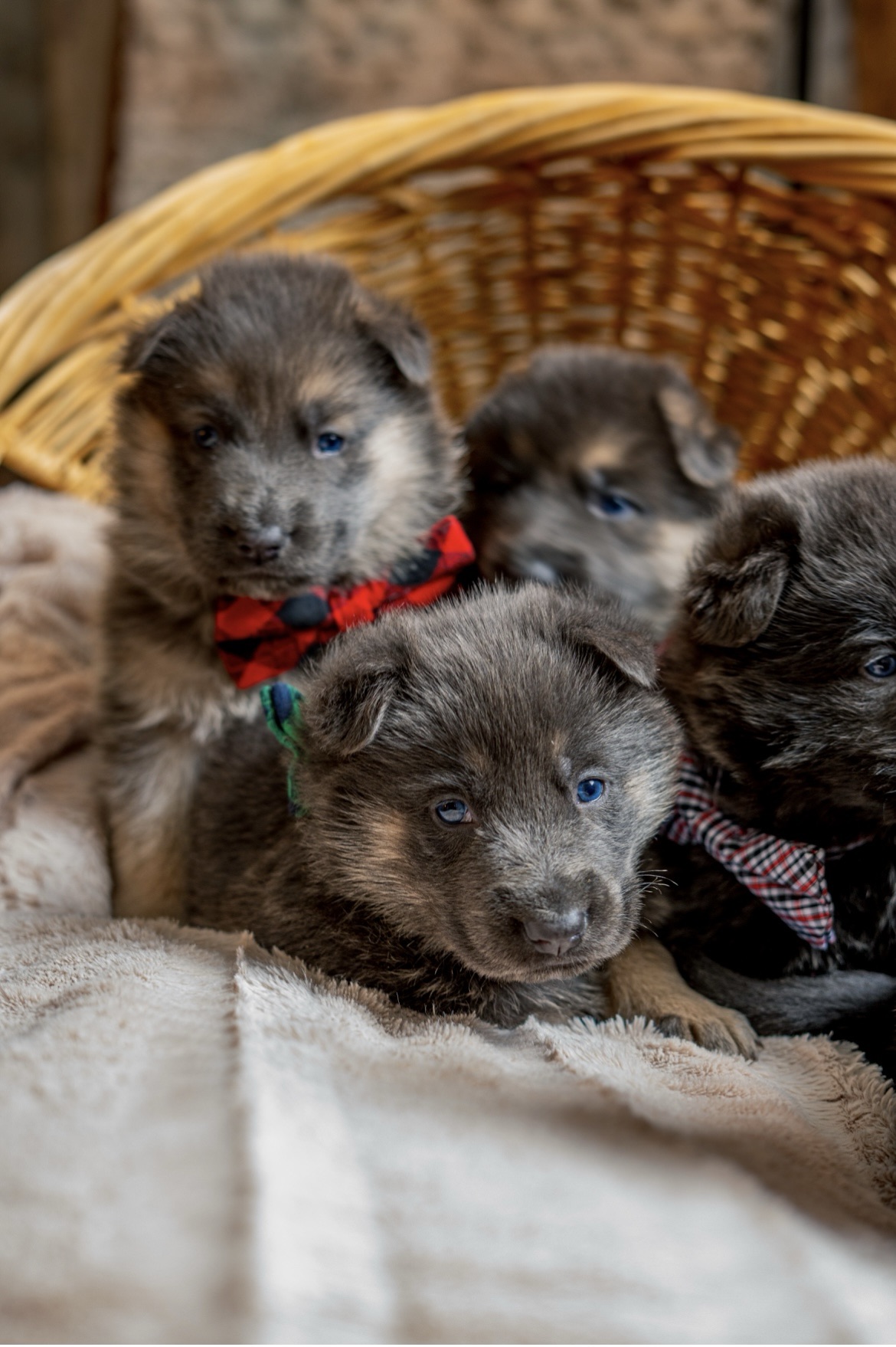 West Meadow Shepherds – CKC Registered German Shepherd Breeder in ...