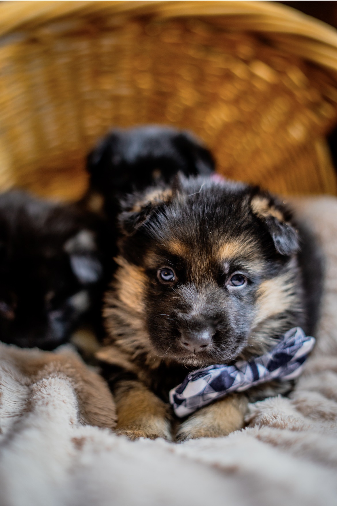 West Meadow Shepherds – CKC Registered German Shepherd Breeder in ...