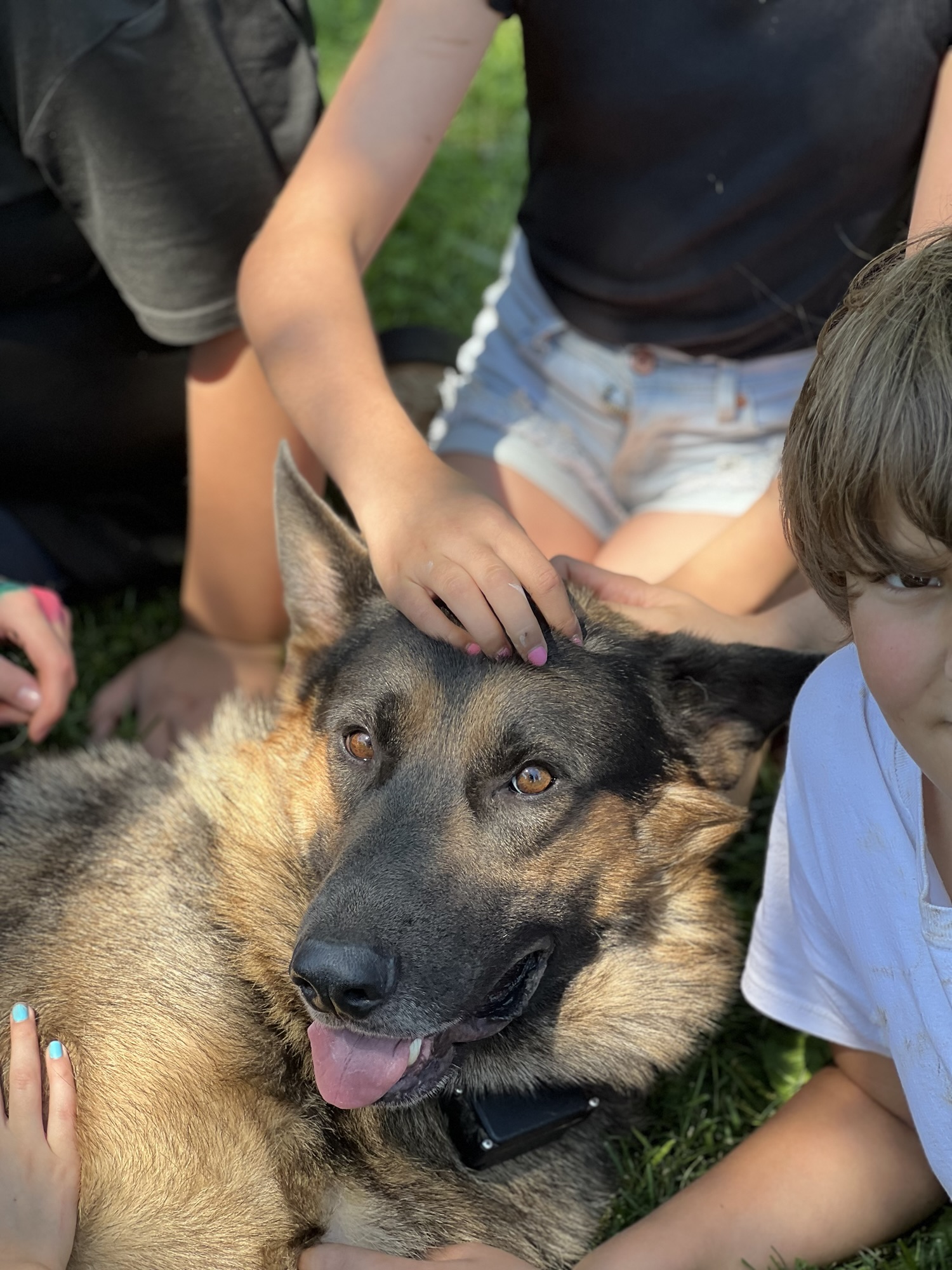 West Meadow Shepherds – CKC Registered German Shepherd Breeder in ...